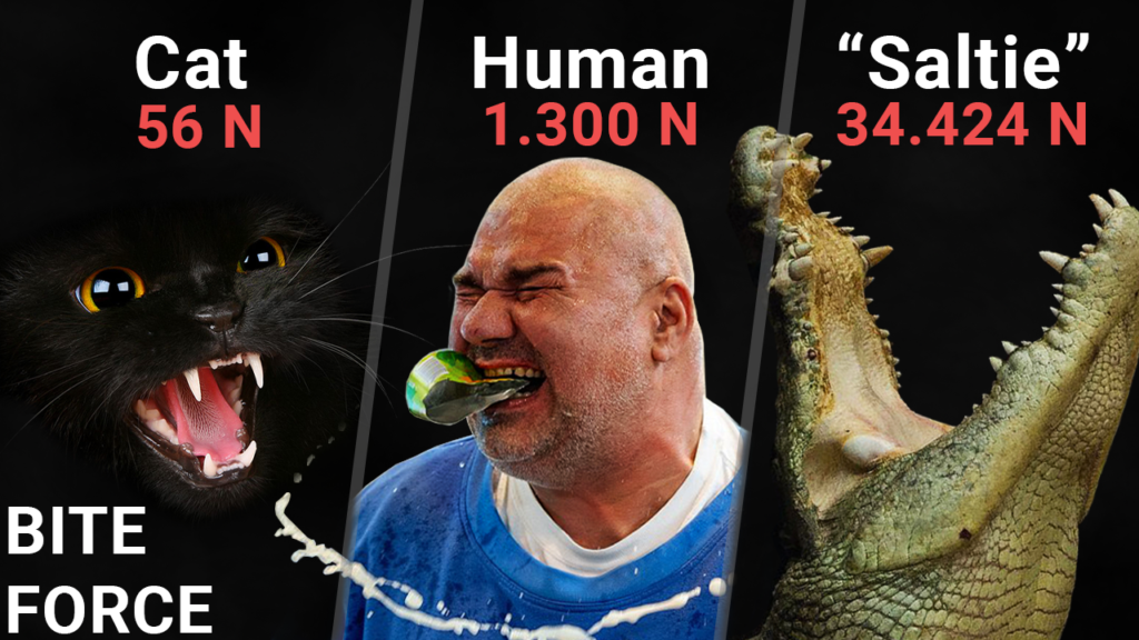 Top Strongest Bites - intendum